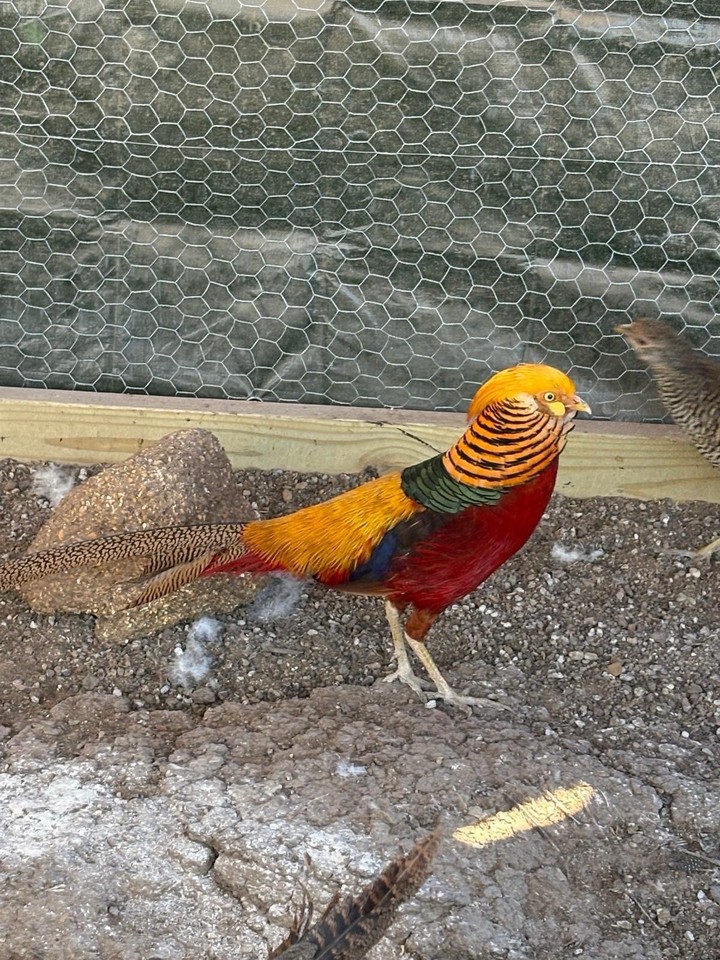 PRE-SALE. 6+ Red Golden Pheasant Hatching Eggs ( SHIP MID APRIL 2026 ...