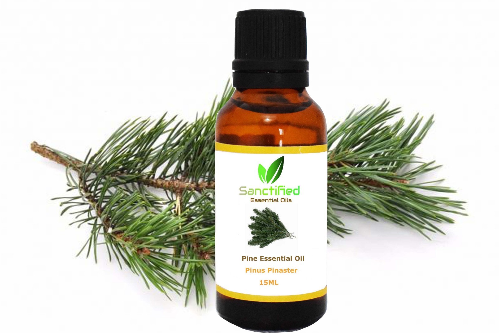 Pinus Pinaster Essential Oil