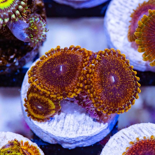 LC Sopranos 2.0 Zoanthids, WYSIWYG Coral | eBay