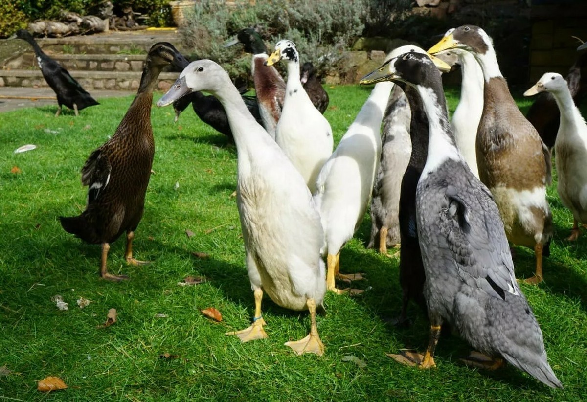 Crested Indian Runner Duck