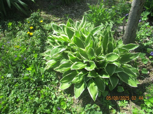 5 HOSTA 'FRANCEE' HARDY PERENNIAL SHADE PLANT GREEN with Cream Edges | eBay