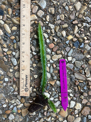 Edgar's Baby Dragon Fruit Hylocereus TC Plant Plug Tree-4-8 inches ...