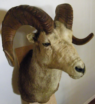 Bighorn Sheep Ram Shoulder Wall Mount Taxidermy | eBay
