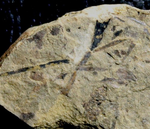 Cooksonia -Nice preserved, rare oldest Silurian fossil land plant | eBay