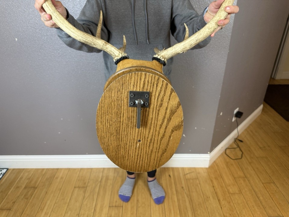 Real Elk Antlers Set Wild Idaho 5x5 Horns Skull Plaque Mount Rustic ...