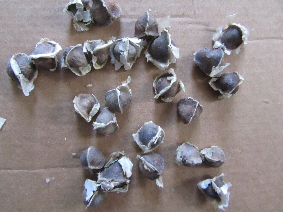 30+ORGANIC Miracle tree Moringa Oleifera Seeds Guaranteed to Sprout ...