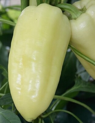 Organic SWEET PEPPER Seeds - AMY - Heirloom Non-GMO UK Seeds x10 | eBay UK