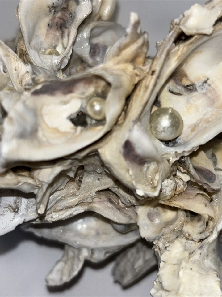 Oyster and Barnacle Shell Cluster Sculpture RARE - Unique Beach Decor w ...