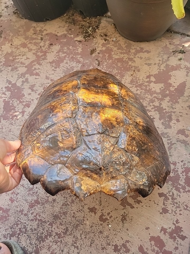 Large Snapping Turtle SHELL | eBay