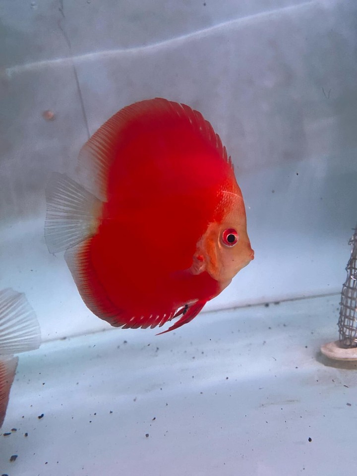 High Quality High Body Red Discus Fish 3in+ Really High Fin And Cutie ...
