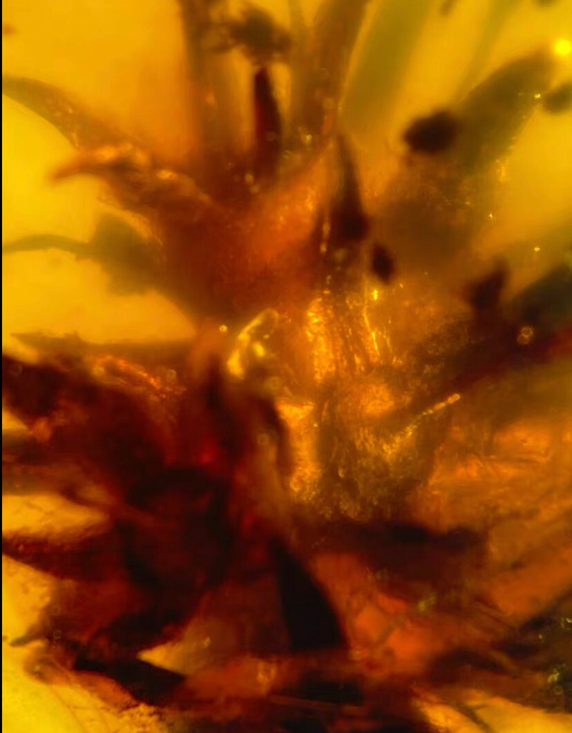 Burmese fossil burmite Cretaceous amber A pile of flowers fossil amber ...