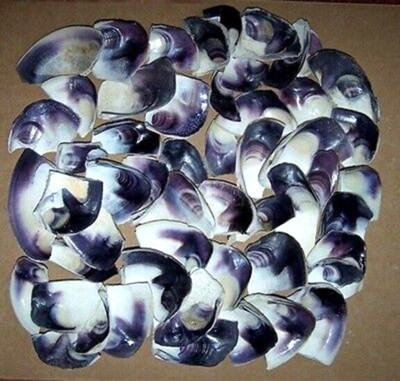 1 Pound of Quahog/Wampum Shell Pieces Superior Quality Great Color | eBay