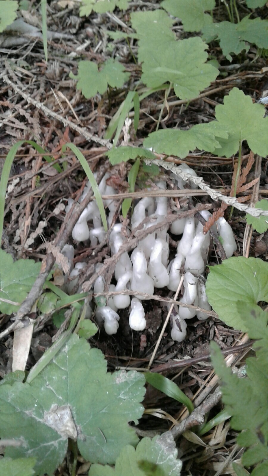 Ghost Pipe Indian Pipe Tincture with a Flower In The Bottle 15 ml Drops ...