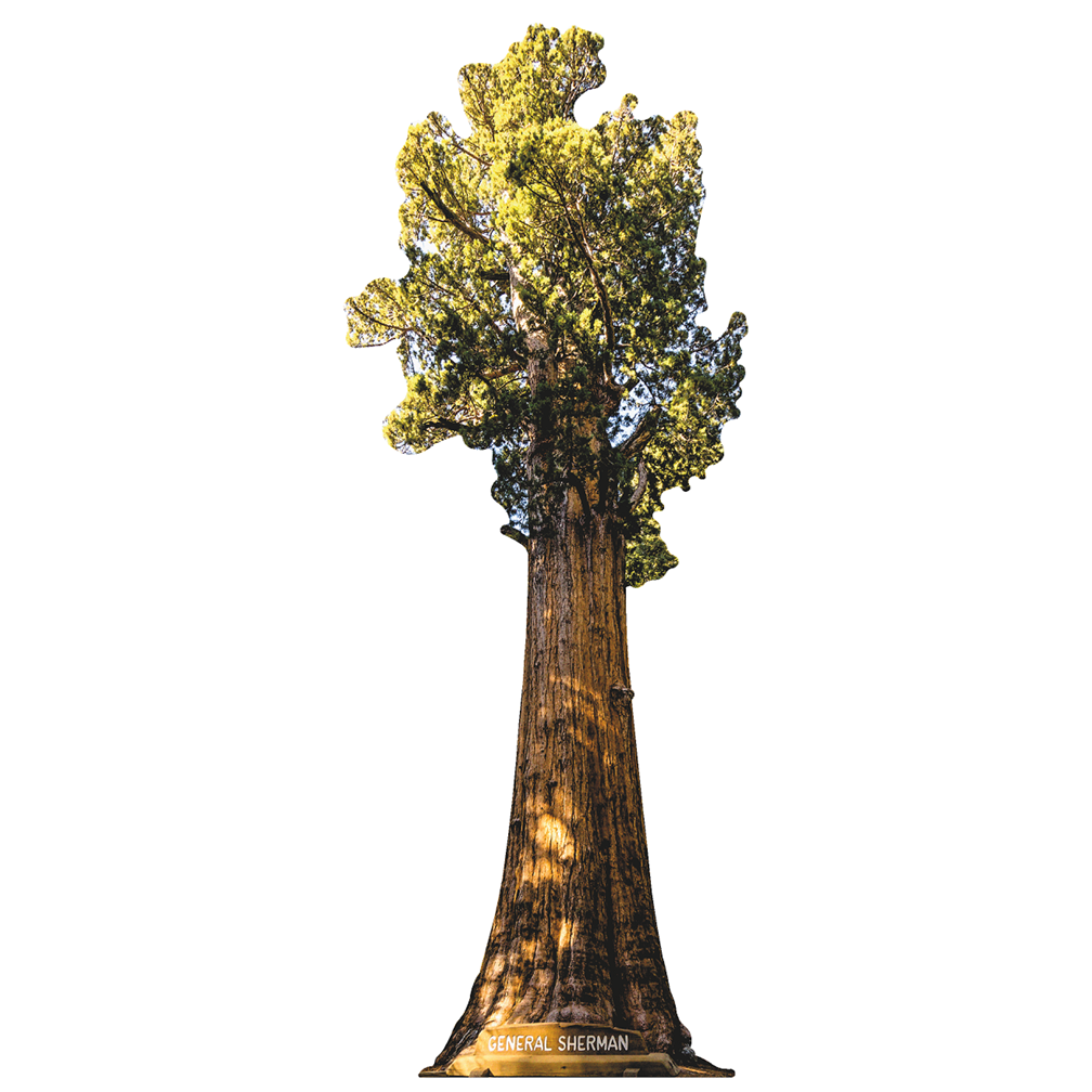 General Sherman Giant Sequoia Tree April 15 Monument Cardboard Cutout ...