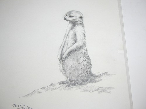 Original Drawing by Rosalie Piek (CA porcelain artist )~ Muir Cat ...