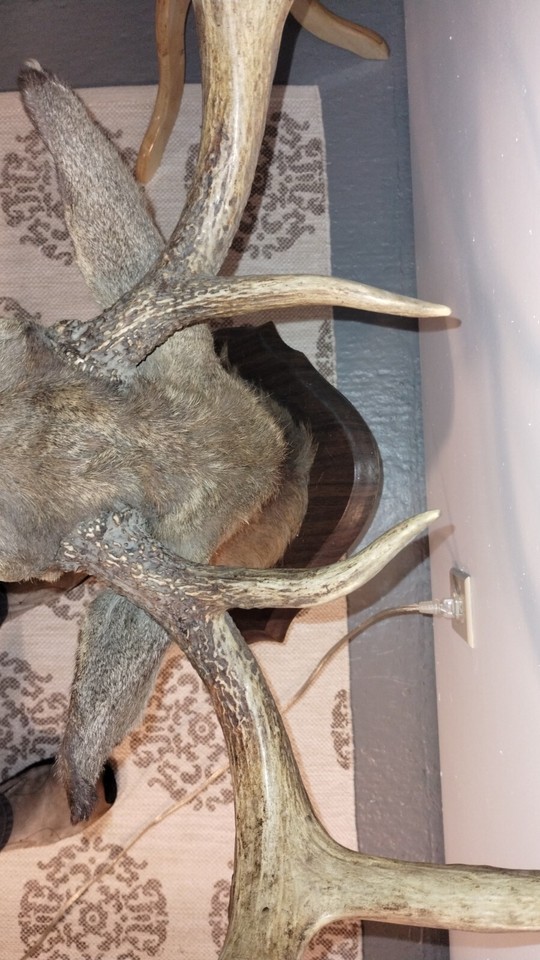 Trophy 10 Point Wild Maine 149 Huge Whitetail Deer Shoulder Mount ...