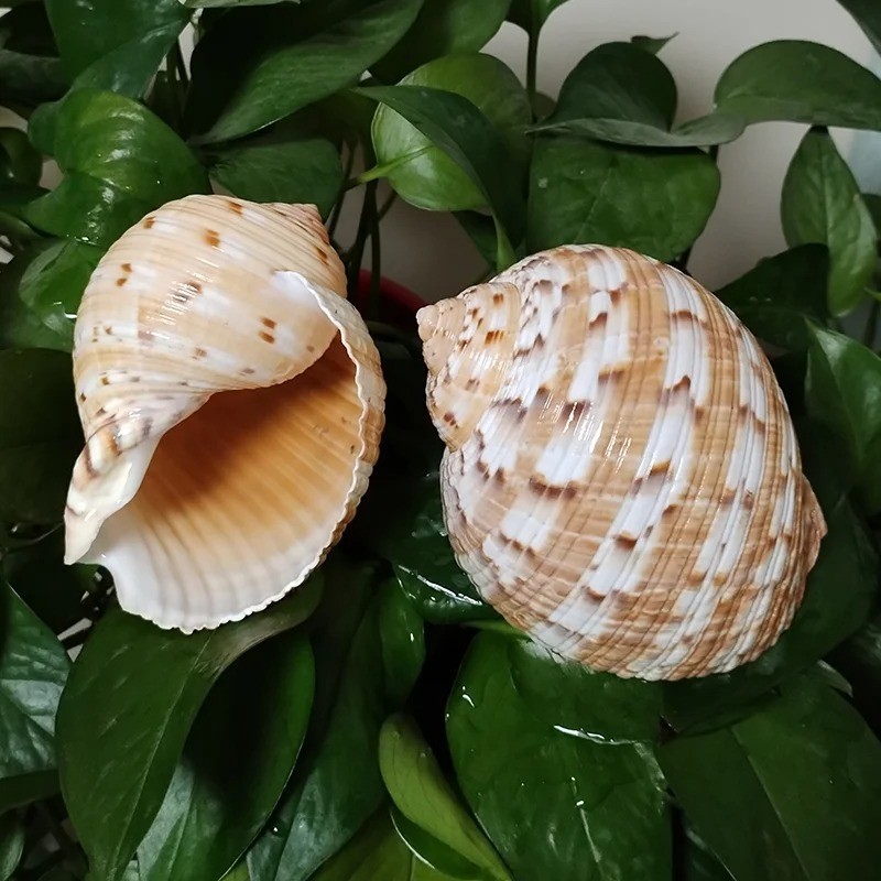 9-10CM Tonna Dolium Shell Big Partridge Tun Seashell For Collection ...