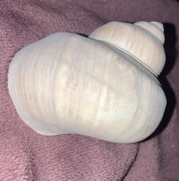 large sea shells for sale | eBay