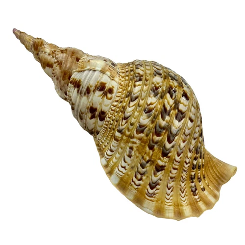 The Most Valuable Seashells (Rarest Sold For $8,000+) - VIP Art Fair