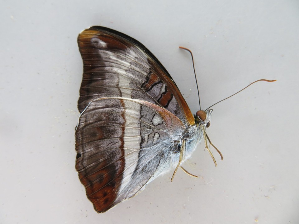 Z1047. Insects, Butterflies, Nymphalidae, Parasarpa dudu. Vietnam | eBay