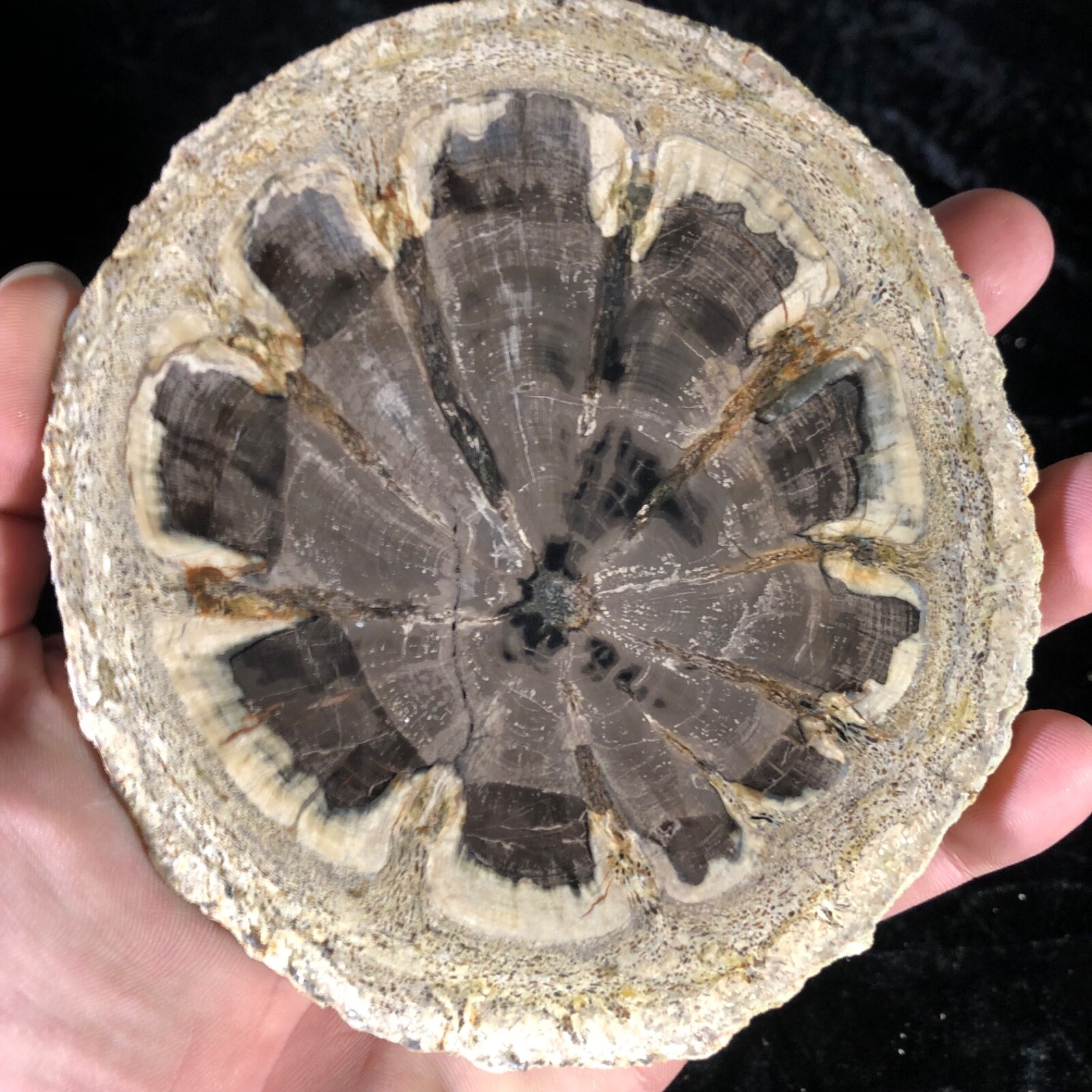 Rare Petrified Wood Seed Fern Hermanophyton owensii E. McElmo Creek ...