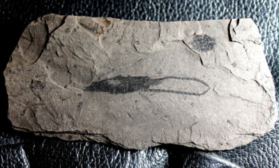 Aulostomus - Extremely rare Oligocene fossil fish | eBay