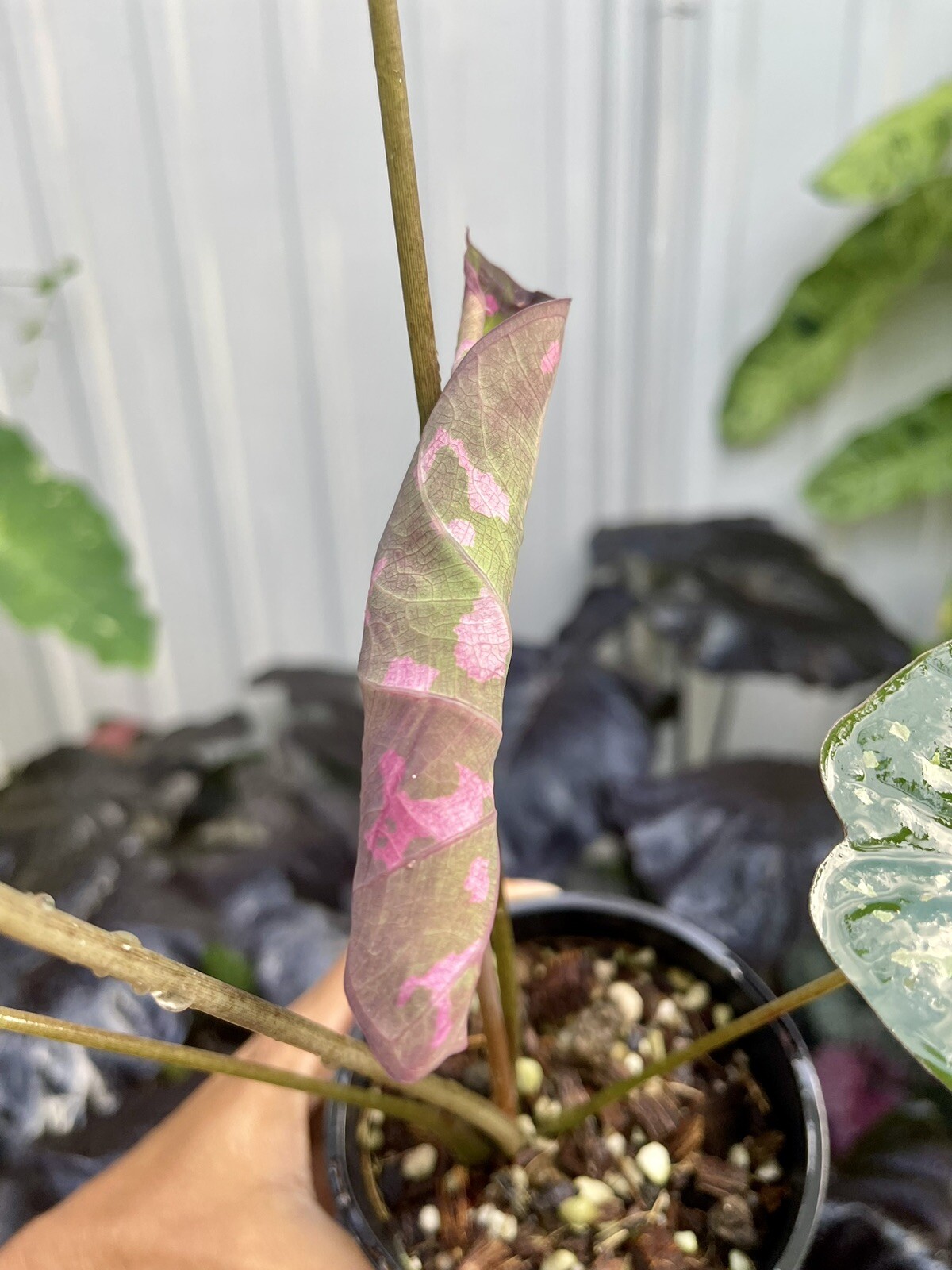 Caladium Clavatum ️ Rare Caladium Collector | eBay