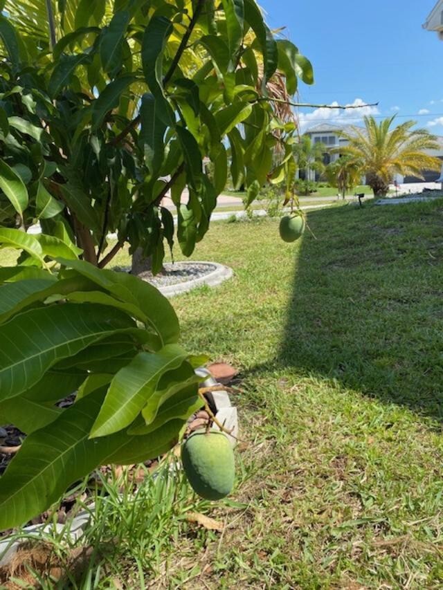 11 MO OLD GRAFTED SWEET TART MANGO (MANGIFERA INDICA) SEEDLING OF THE ...