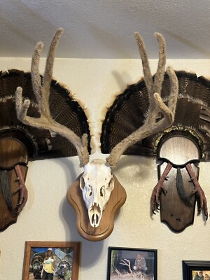 Velvet Mule Deer European Mount Skull | eBay