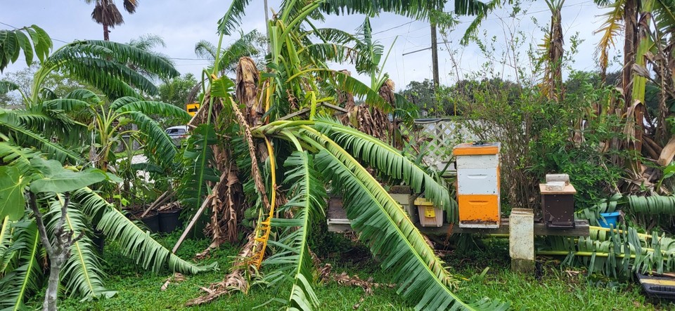Musa 'Praying Hands' Banana 3+ Feet Corm Pup Plant | eBay