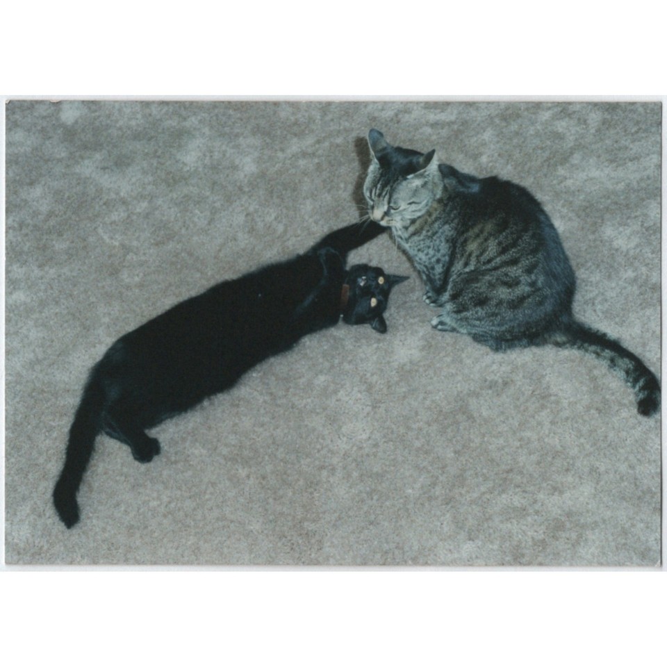 Attack Black Cat Found Photo Play Fighting Kitten Swatting Power Slap ...