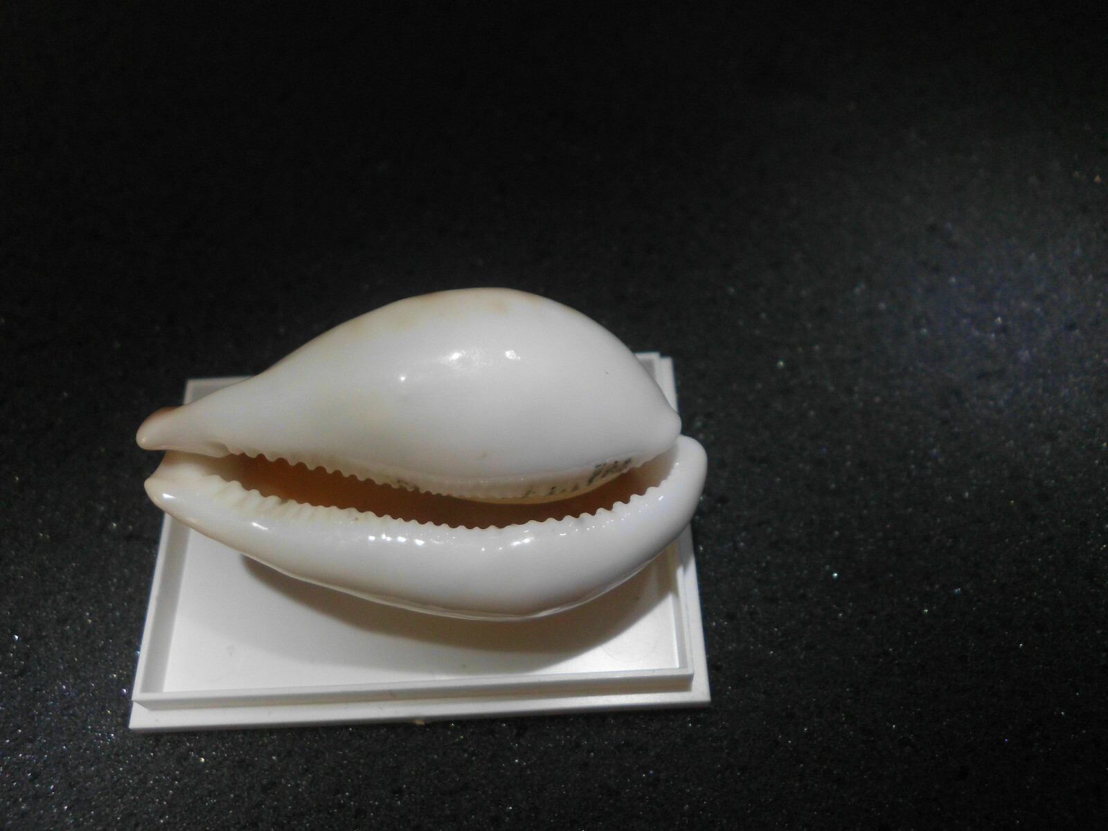 VERY RARE!> XXL BIG & HUGE CYPRAEA (AUSTRASIATICA) PHILIPPINA >> EAST ...