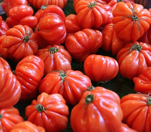 120+ OAXACAN PINK TOMATO SEEDS -- MEXICAN -- HEIRLOOM --------- RARE | eBay