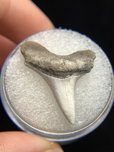Rare Kansas Ginsu Fossil Shark Tooth Gem Mantelli Sharks Teeth Fossils ...
