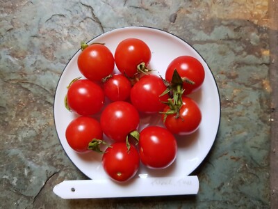 Tommy Toe red cherry tomato seeds x 20 heirloom variety | eBay UK