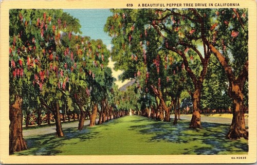 Pepper Tree Drive Southern California CA Linen Postcard UNP VTG Curt ...