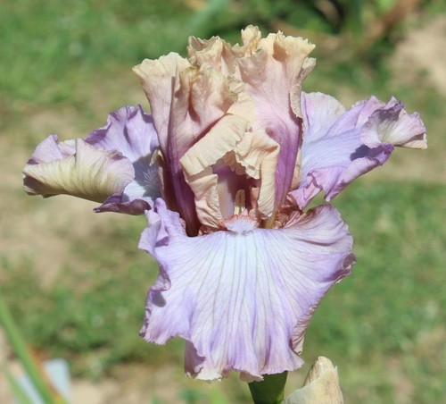 Tall Bearded Iris - "Softly Waiting" | eBay Australia