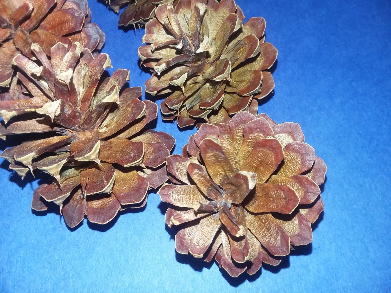 Lot of 25 - Oregon Pine Cones Organic Natural Small Mini 2" Crafts Wreaths Decor | eBay