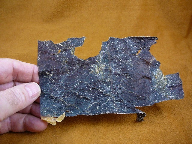 (s822-4) Rare PRICKLY Shark skin hide leather educational denticles ...