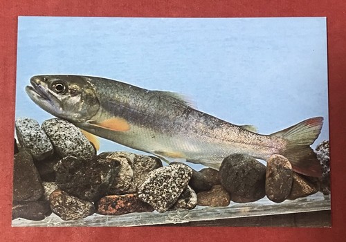 Vintage Postcard Japan Mumon Amago Freshwater Fish #38291 | eBay