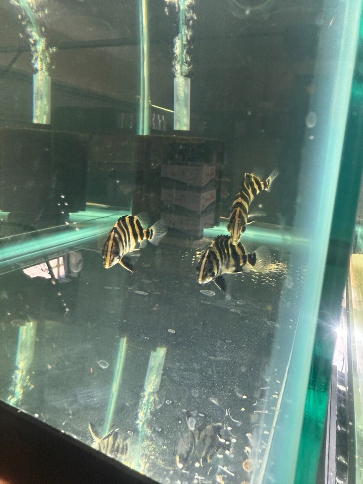 Datnoid Sumatra Tiger 2.5-3” – Rare Live Predatory Freshwater Aquarium ...