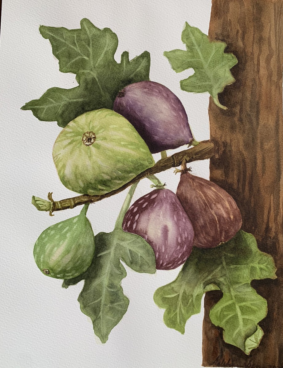 Fig Tree Illustration