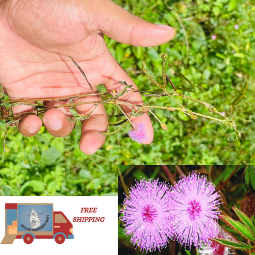 100g Mimosa Plant Dried Pudica Sensitive Organic Leaves Herbal ...