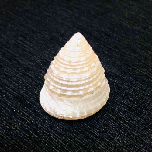 2 Very Rare Moti Shankh Natural Sea Shell PEARL CONCH MONEY Wealth ...