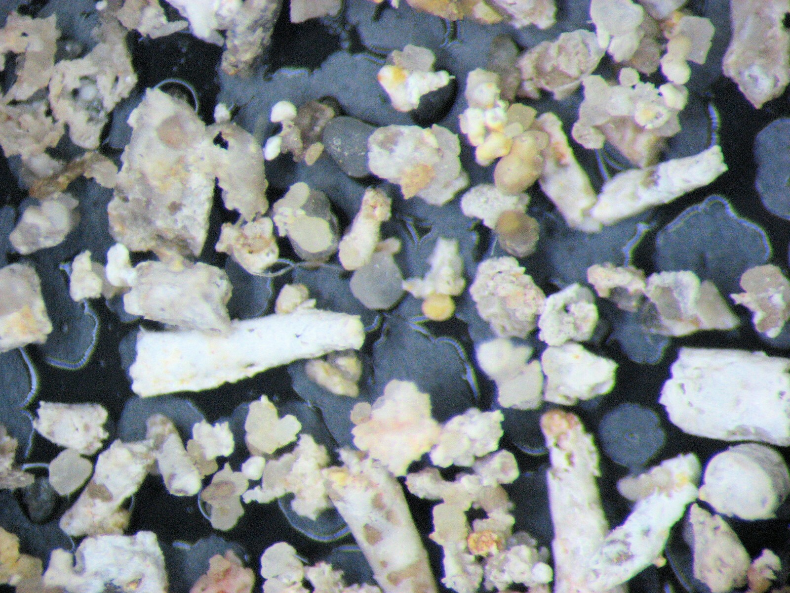 Lower Cambrian Small Shelly Fauna fossil rich sample Kunming China ...