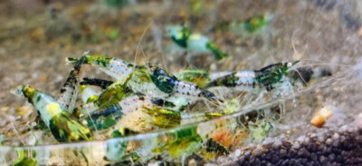 Green Rili Neocaridina Shrimp 10+ Freshwater USA SELLER FREE SHIPPING ...