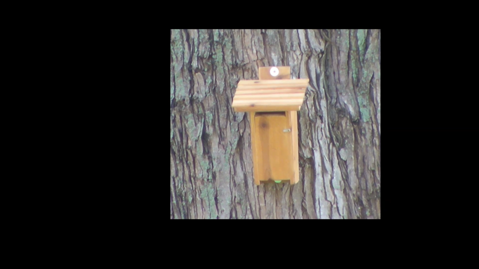 Ark Workshop Slot Entrance Cedar BLUEBIRD HOUSE box: IT WORKS! see pics ...