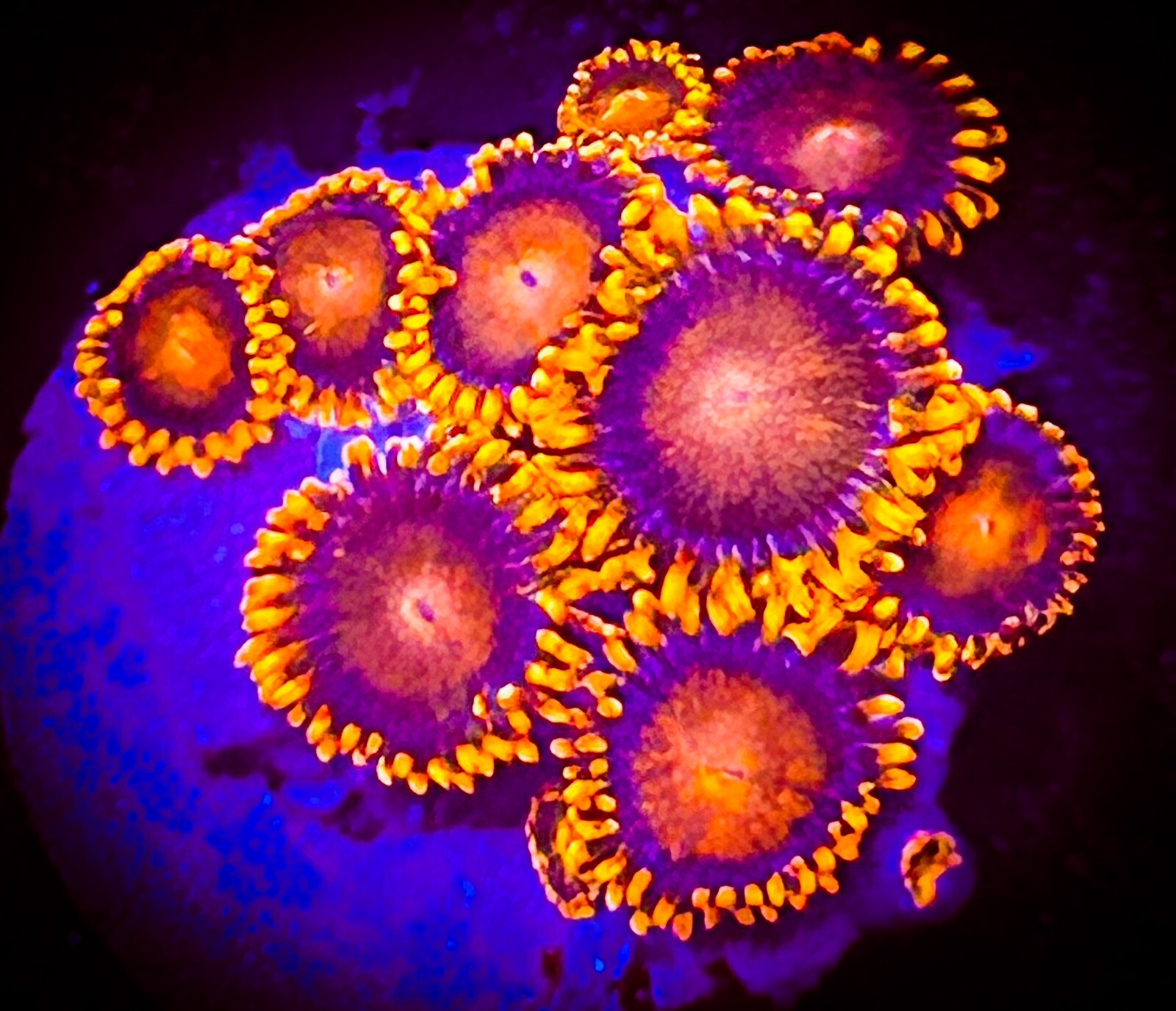 SAF~ “WYSIWYG” Orange Bam Bam Zoanthid Frag, Palythoa, Paly, Zoa | eBay