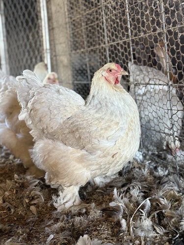 12 ++ Isabel Brahma Hatching Eggs | eBay