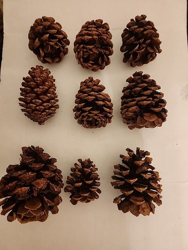 LOT of 9 Weathered Medium PINE CONES 3" to 5" Tall Winter Crafts Christmas | eBay